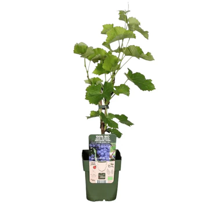 Bio Weinrebe pflegen – Standort, Schnitt & Tipps