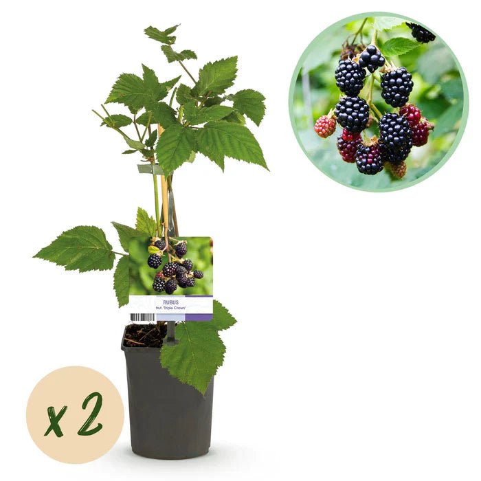 Brombeere Triple Crown pflegen & ernten