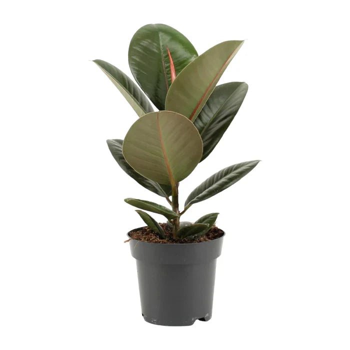 Ficus elastica ‘Ficus elastica Robusta pflegen: Standort & Tipps zum ...