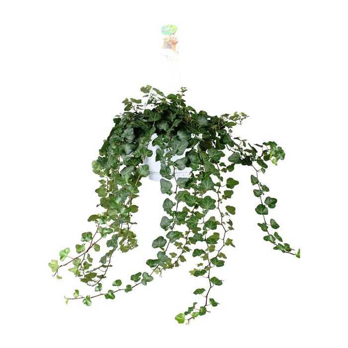 Hedera Wonder Green pflegen: Tipps für den Efeu