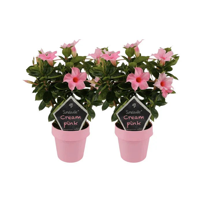 Mandevilla Sundaville Cream Pink pflegen: Profi-Tipps