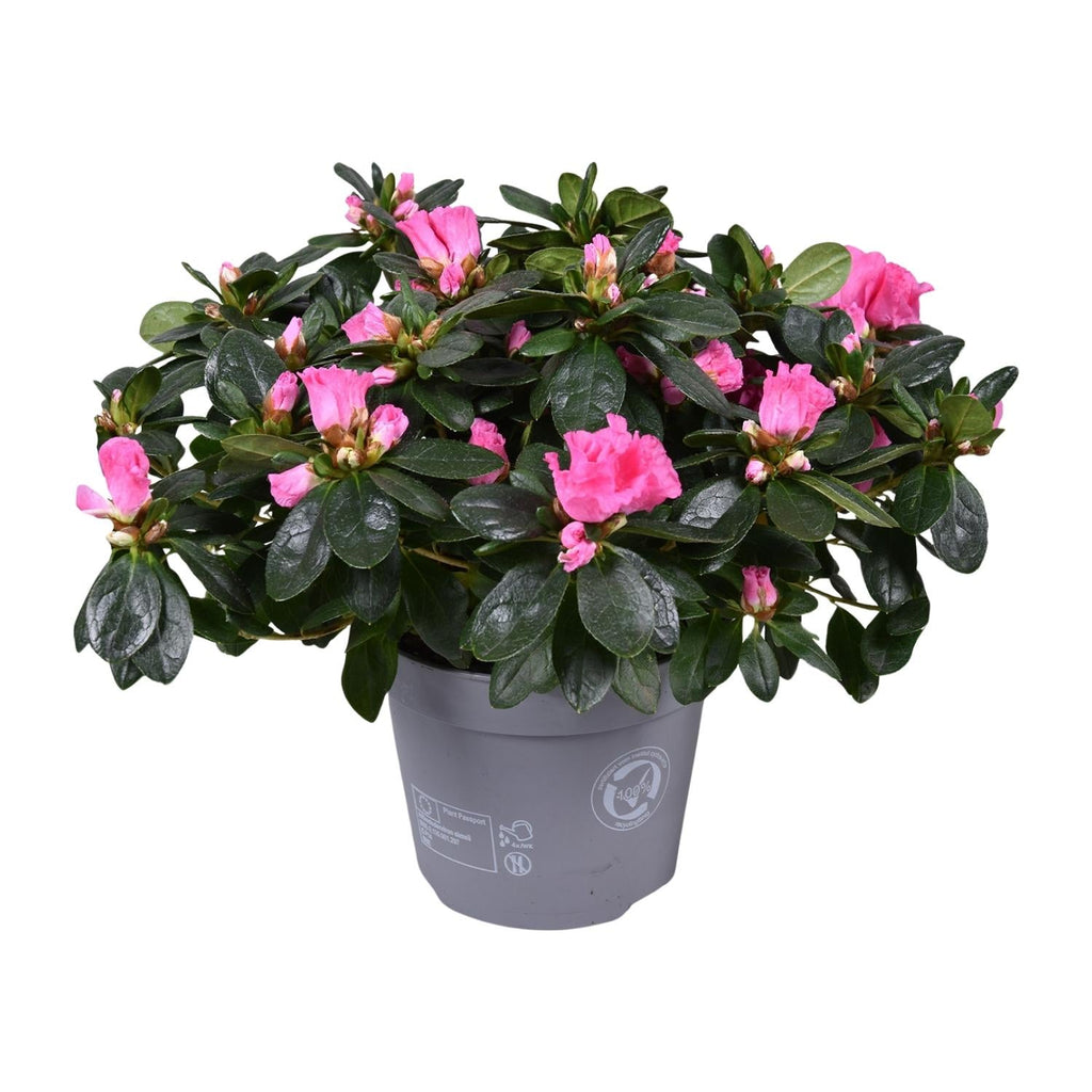Azalea 'Rose Vogel' – compact flowering plant, 14 cm pot, 30 cm height