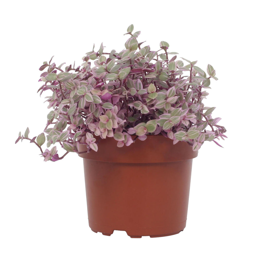 Callisia repens ‘Rosato’ – Pinke Dreimasterblume – 12 cm Topf, 16 cm h