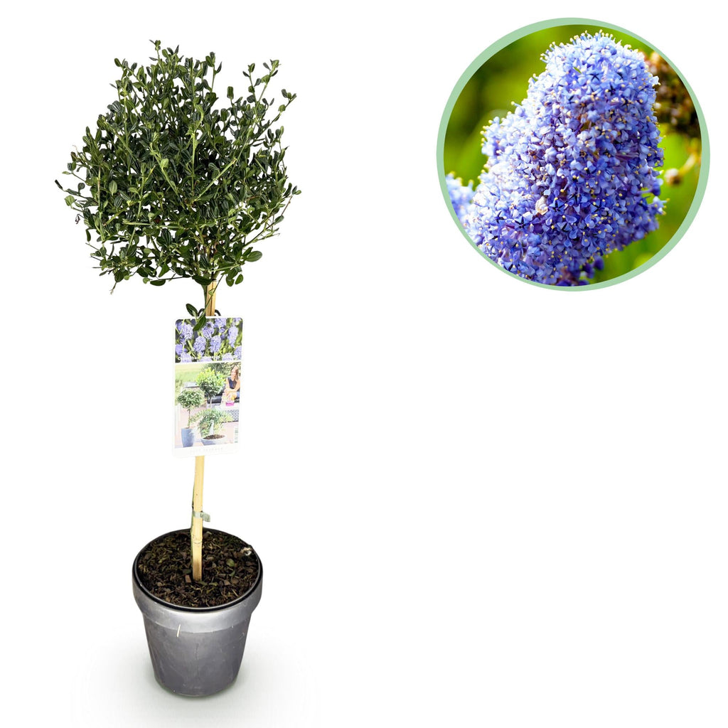 Ceanothus impressus ‚Victoria‘ – immergrün & winterhart – lila Blüte