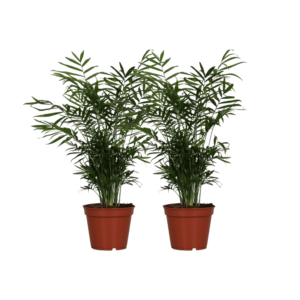 Chamaedorea elegans – Bergpalme – 2 Pflanzen – 17 cm Topf, 55 cm hoch