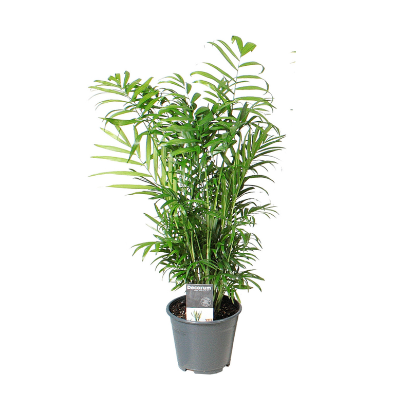 Bergpalme pflegen: Tipps für die Chamaedorea Elegans