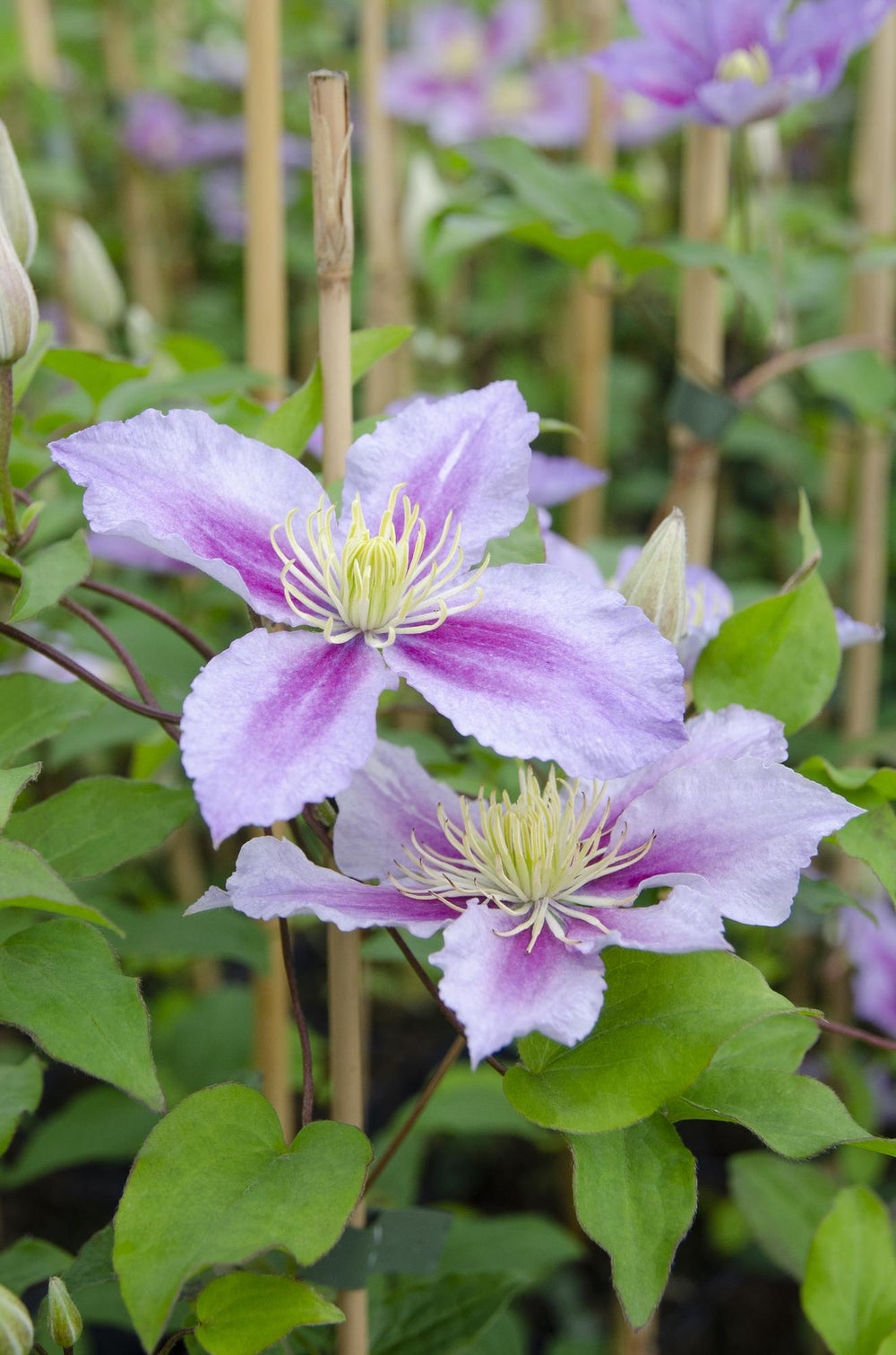 Schone Clematis Verbluhte Bluten Abschneiden Bild
