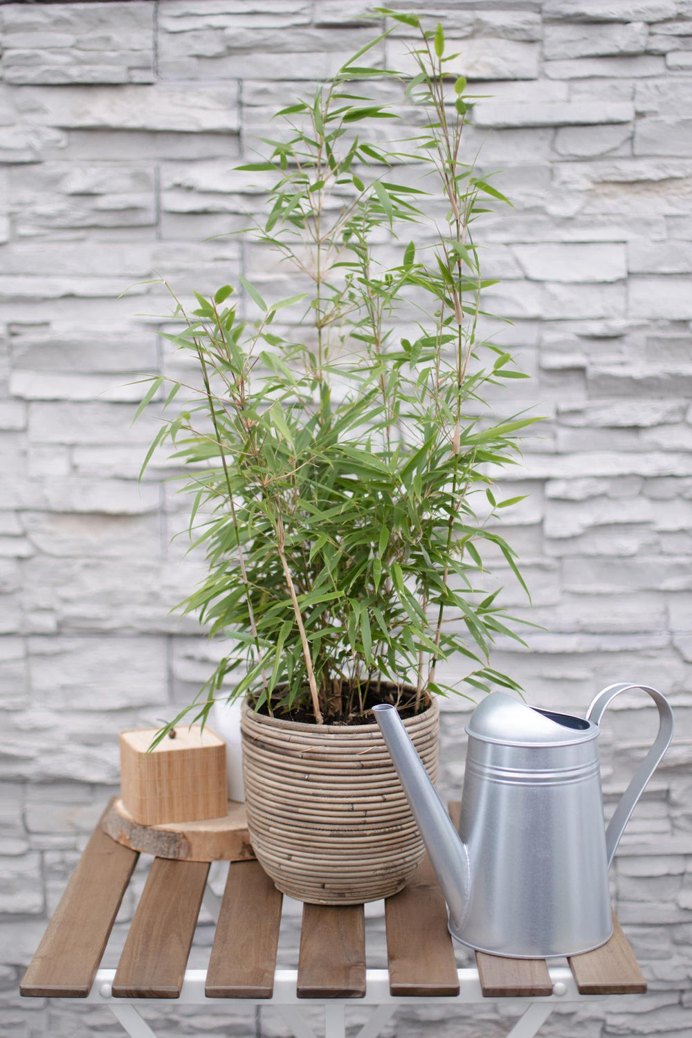 Fargesia rufa pflegen – der ideale Gartenbambus für Sichtschutz & Kübe