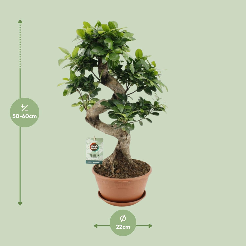 Ficus Ginseng Standort