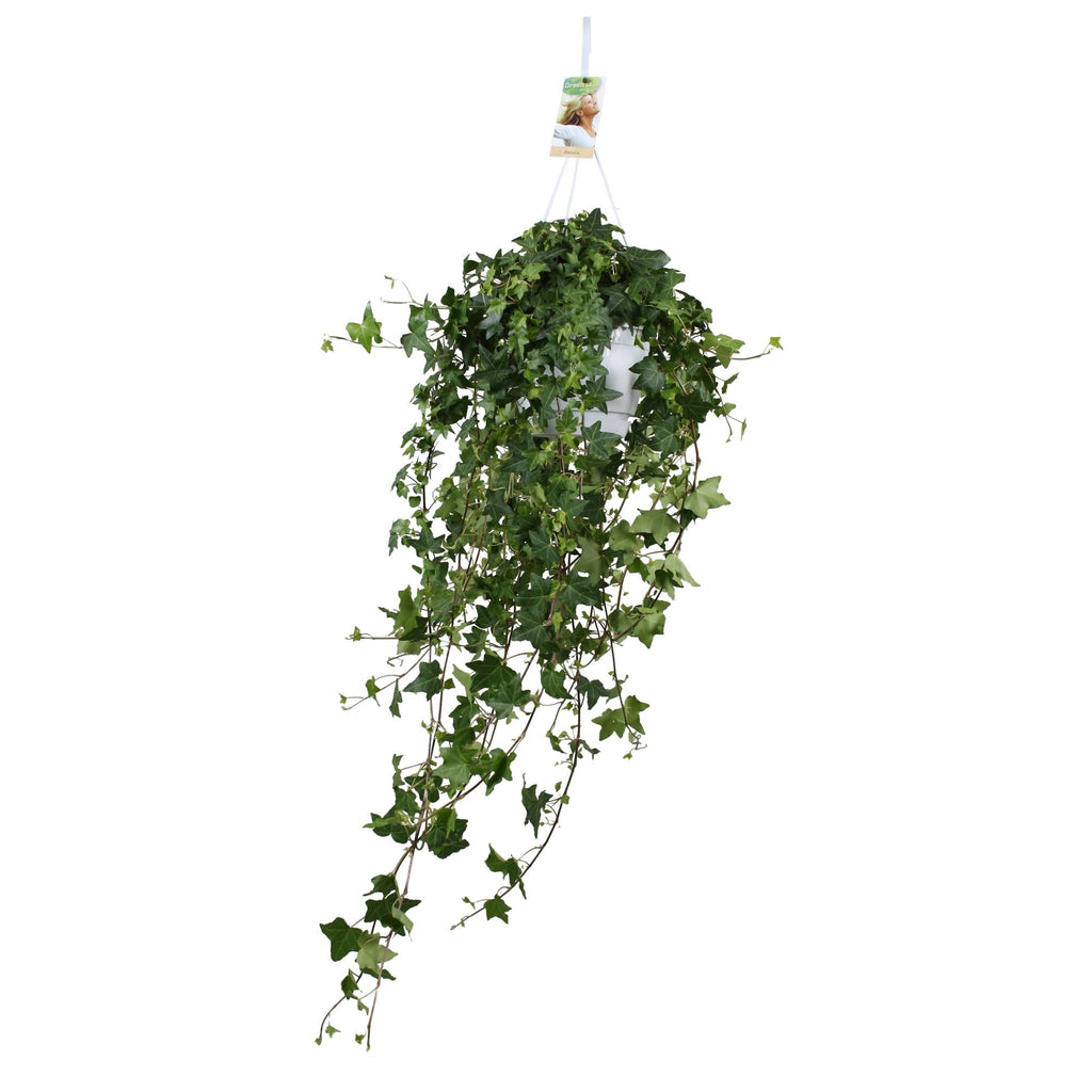 Hedera helix ‘Pitsburg’ – Efeu – Hängepflanze XXL – 17-24 cm Topf