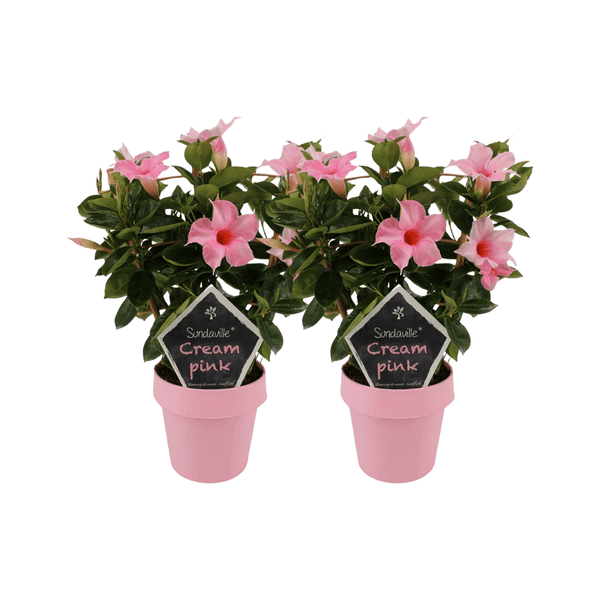 Mandevilla Sundaville Cream Pink pflegen: Profi-Tipps