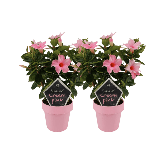 Mandevilla Sundaville Cream Pink pflegen: Profi-Tipps