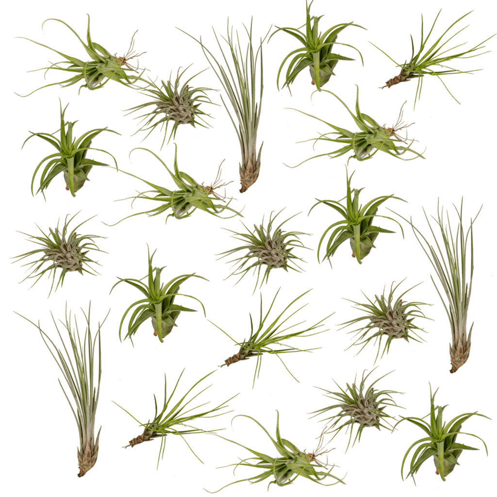 Tillandsia Air Mix – Luftpflanzen – 20 Stück – ca. 6 cm groß