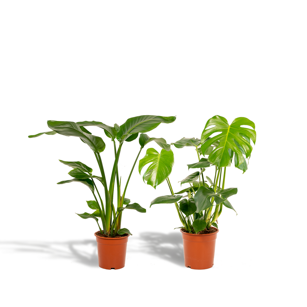 strelitzia-nicolai-monstera-deliciosa-2-pflanzen-19-21cm-topf-75-85cm-hoch