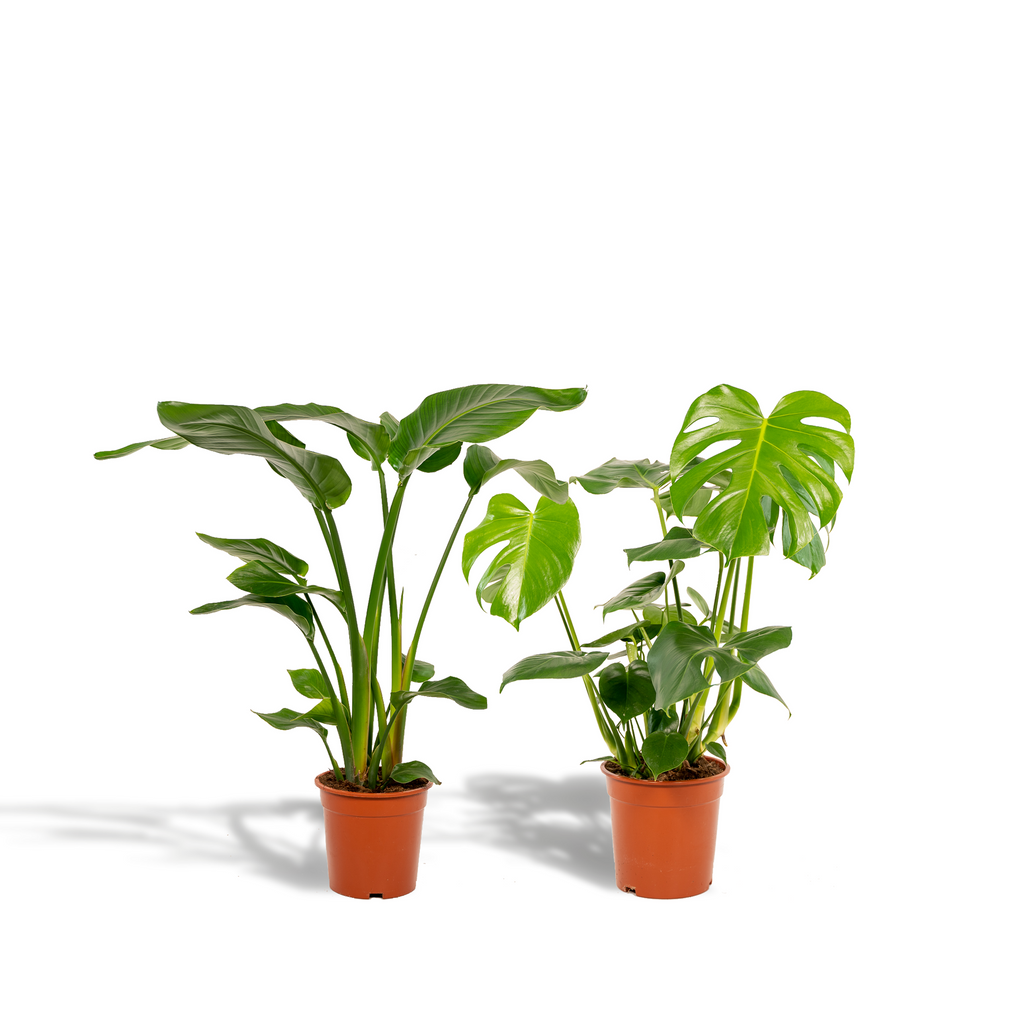 strelitzia-nicolai-monstera-deliciosa-2-pflanzen-19-21cm-topf-75-85cm-hoch