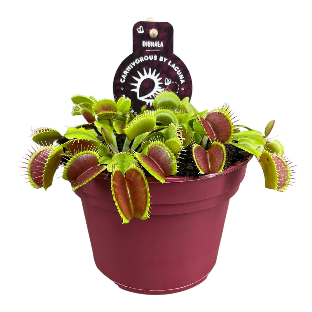 Dionaea muscipula – Venusfliegenfalle – 12 cm Topf, 12 cm hoch