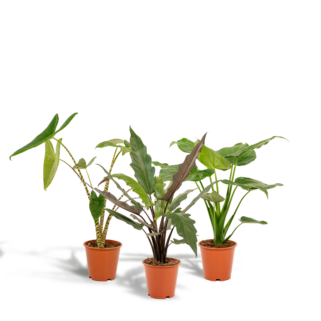 Alocasia zebrina, Alocasia cucullata & Alocasia lauterbachiana – 3 Pfl