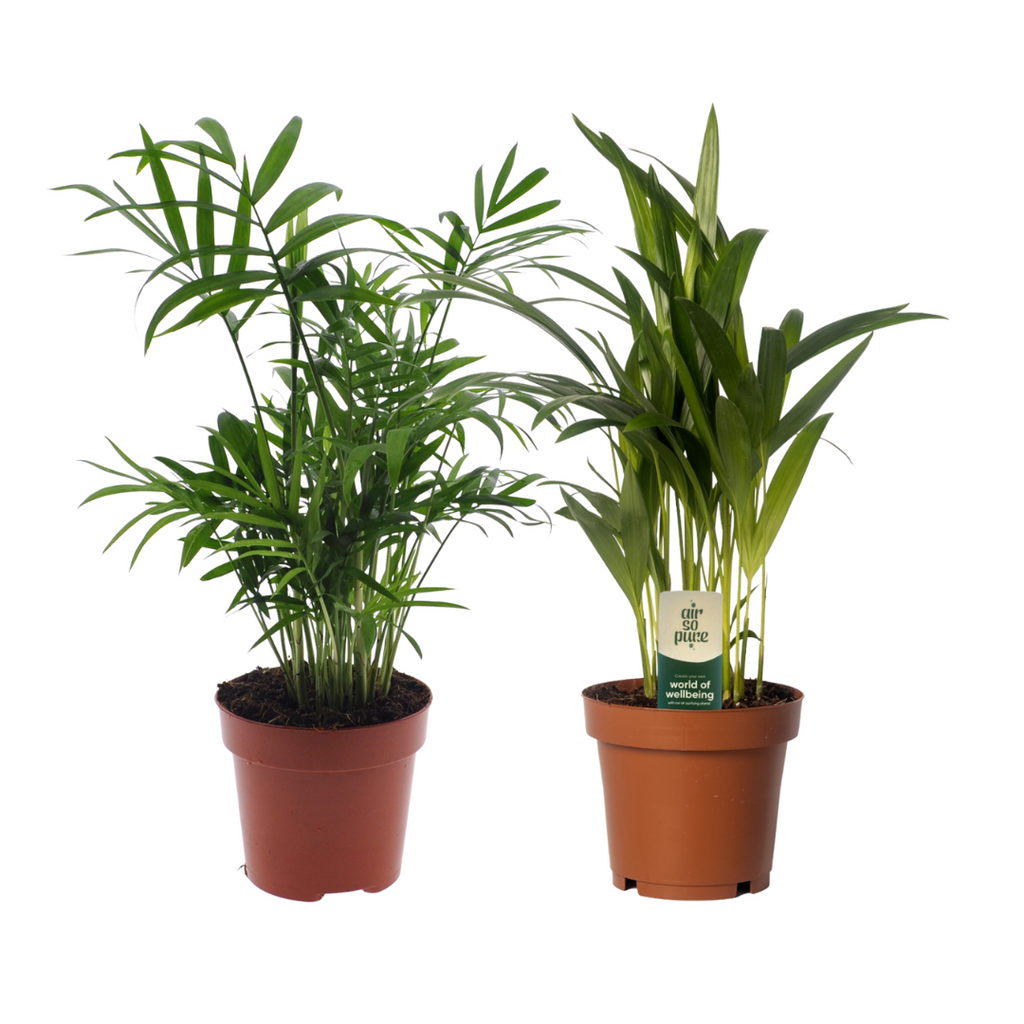 Dypsis lutescens / Chamaedorea Duo – Goldfruchtpalme & Bergpalme – 2 P