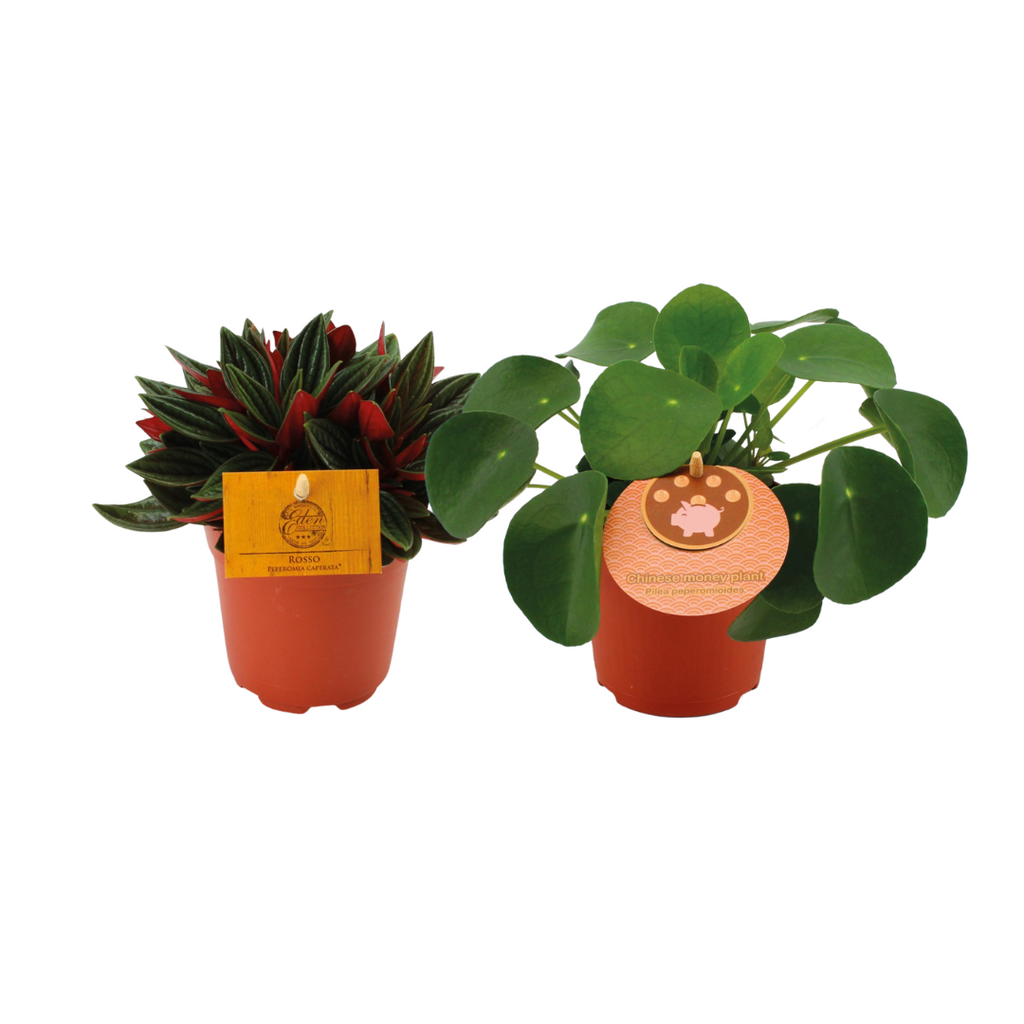 Peperomia Duo – Peperomia ‘Rosso’ & Pilea peperomioides – 2 Pflanzen