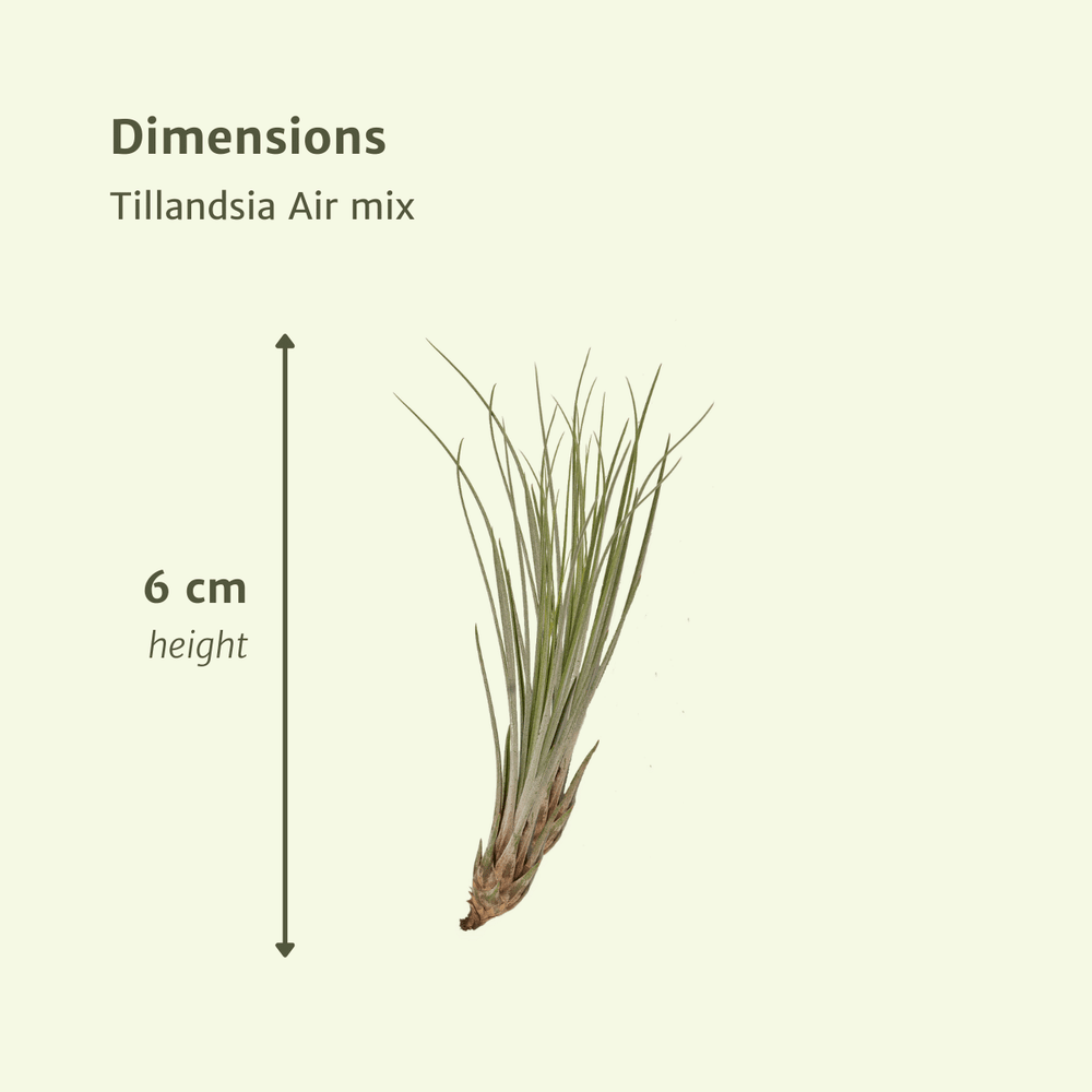 Tillandsia Air Mix – Luftpflanzen – 5 Stück – ca. 6 cm groß